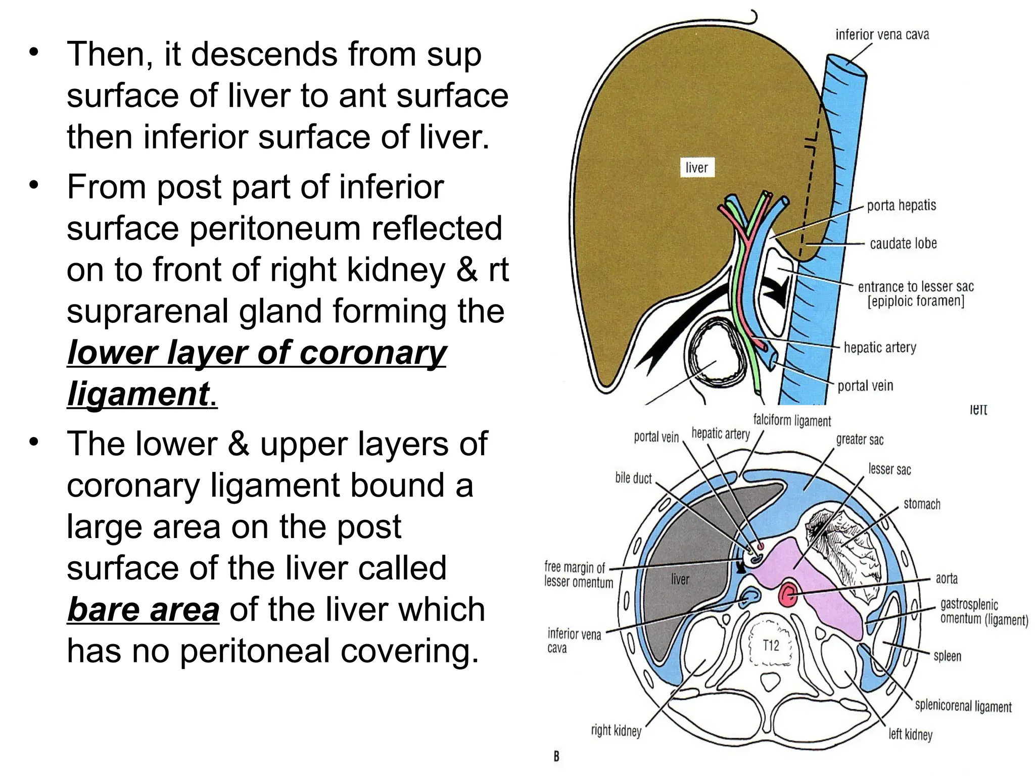 sistem digestive tentang organ peritoneum | PPT