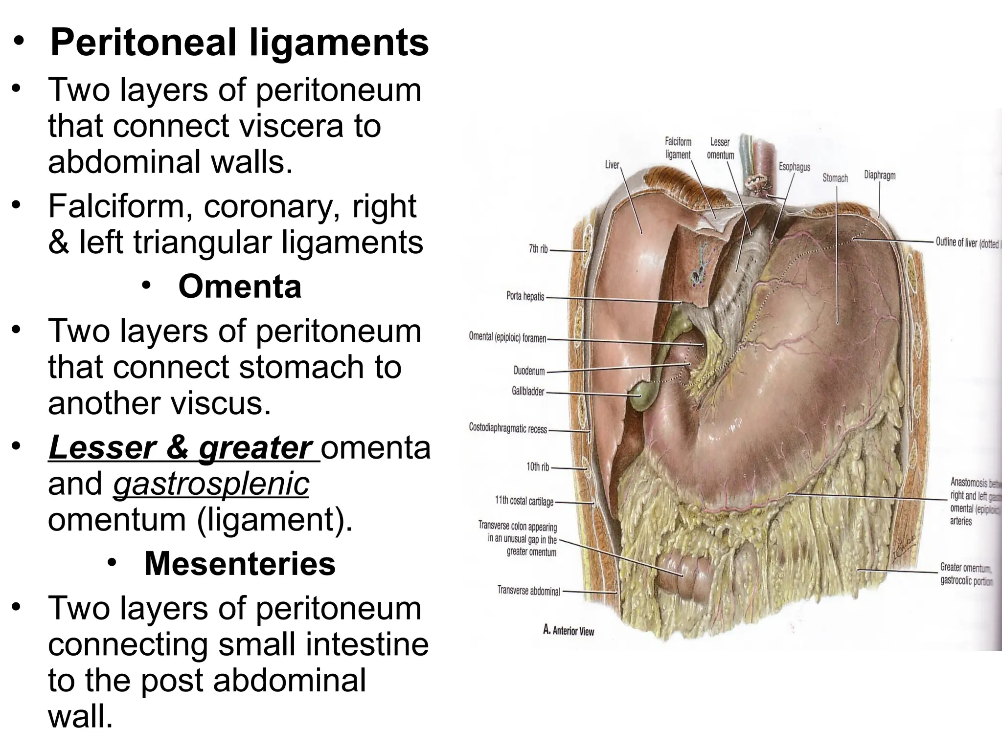 sistem digestive tentang organ peritoneum | PPT
