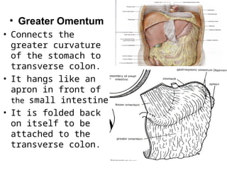 sistem digestive tentang organ peritoneum | PPT