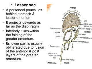 sistem digestive tentang organ peritoneum | PPT