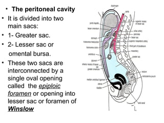 sistem digestive tentang organ peritoneum | PPT