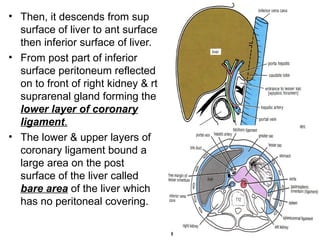 sistem digestive tentang organ peritoneum | PPT