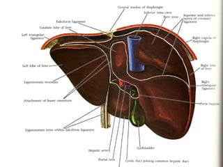 sistem digestive tentang organ peritoneum | PPT