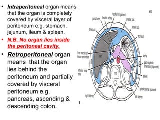 sistem digestive tentang organ peritoneum | PPT