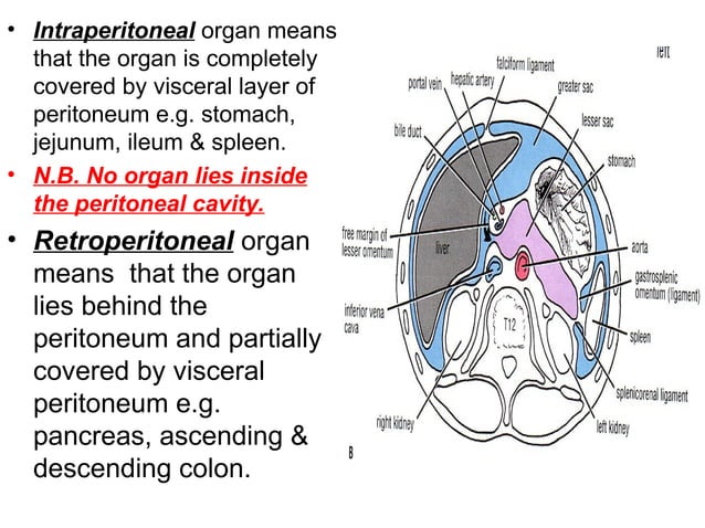 sistem digestive tentang organ peritoneum | PPT