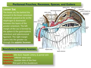 23-Peritonuem.pptx :Anatomy and Functions | PPTX