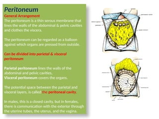 23-Peritonuem.pptx :Anatomy and Functions | PPTX