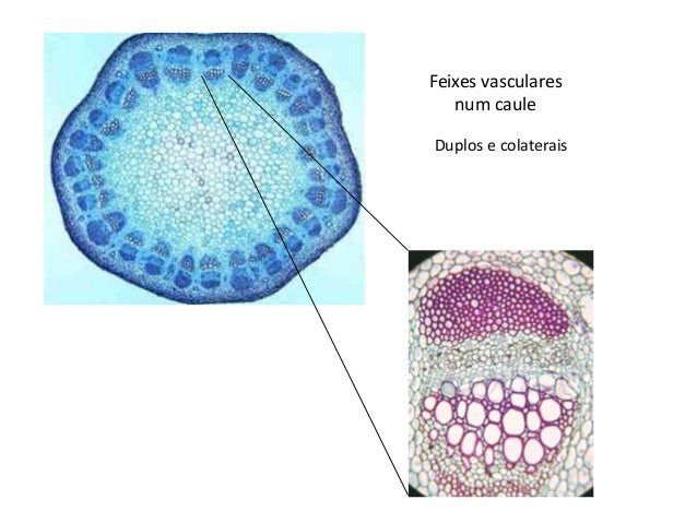 Transporte nas plantas