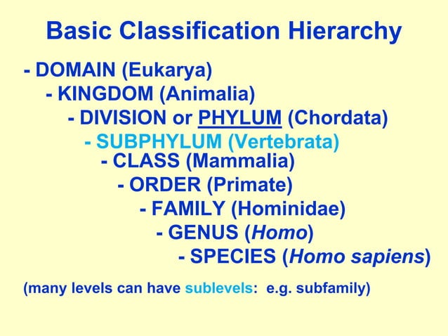 230-Classification-Systematics animal phylogeny.ppt