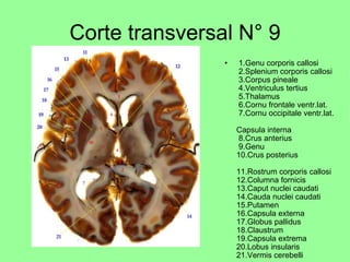 corte transversal de encefalo | PPT