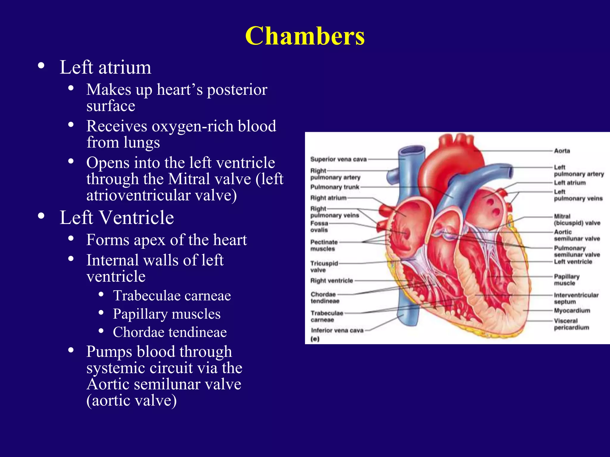 structure of heart | PPTX