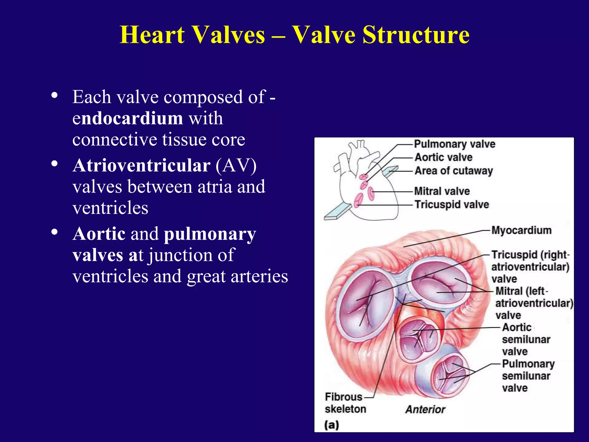 structure of heart | PPTX