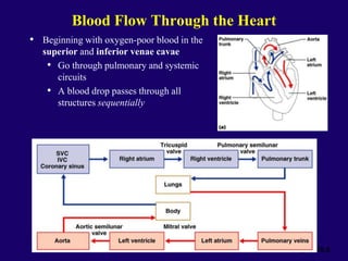 structure of heart | PPTX