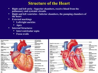 structure of heart | PPTX