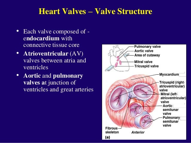 Function Of The Atrioventricular And Semilunar Valves