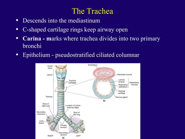 Basic Physiology of the Respiratory System.ppt