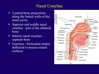 Basic Physiology of the Respiratory System.ppt