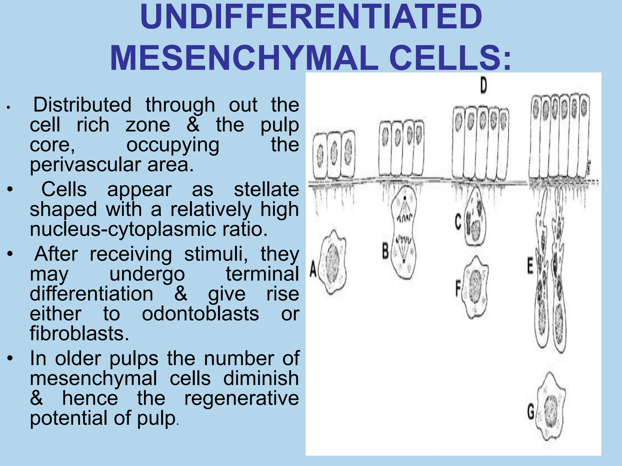 Oral histology : BDS- 1st year Dental-Pulp-Ppt.ppt