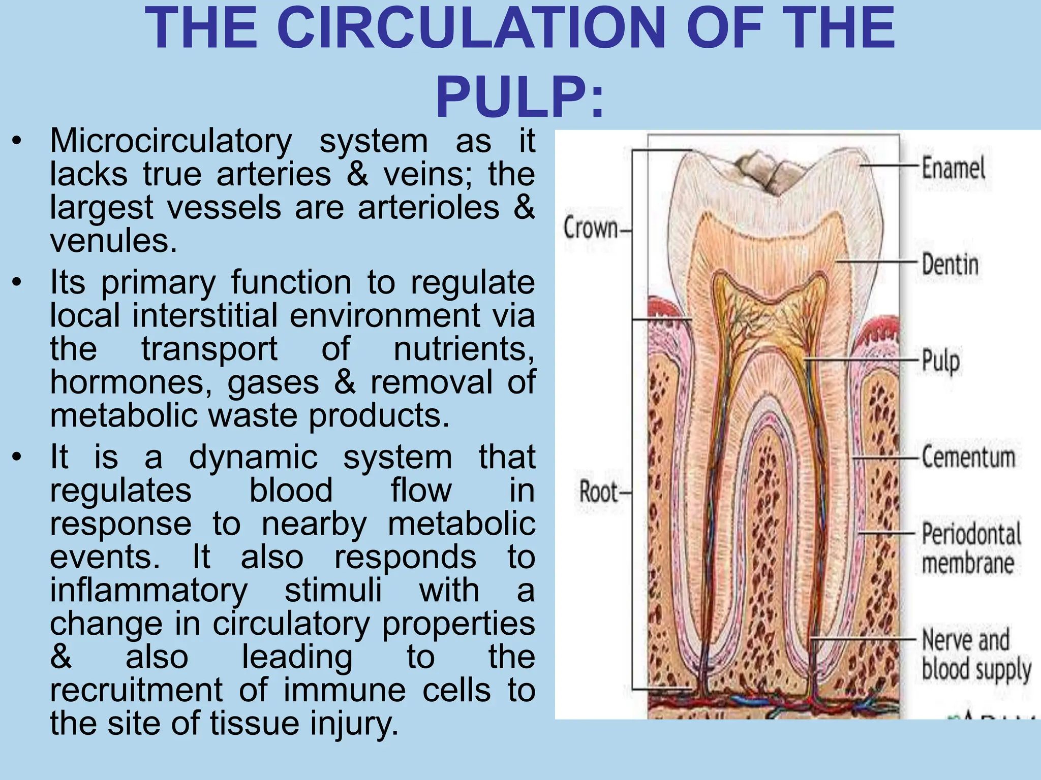 Oral histology : BDS- 1st year Dental-Pulp-Ppt.ppt