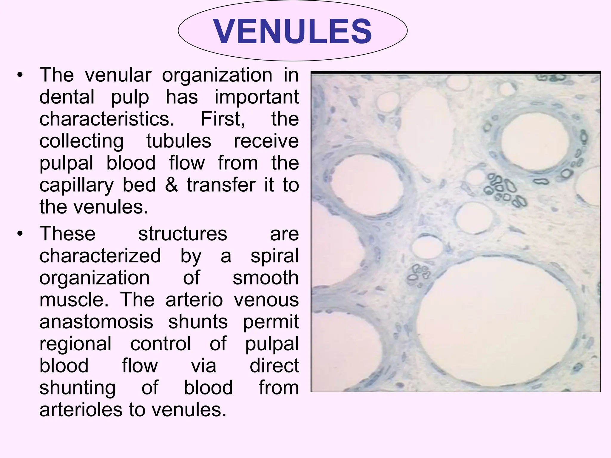 Oral histology : BDS- 1st year Dental-Pulp-Ppt.ppt