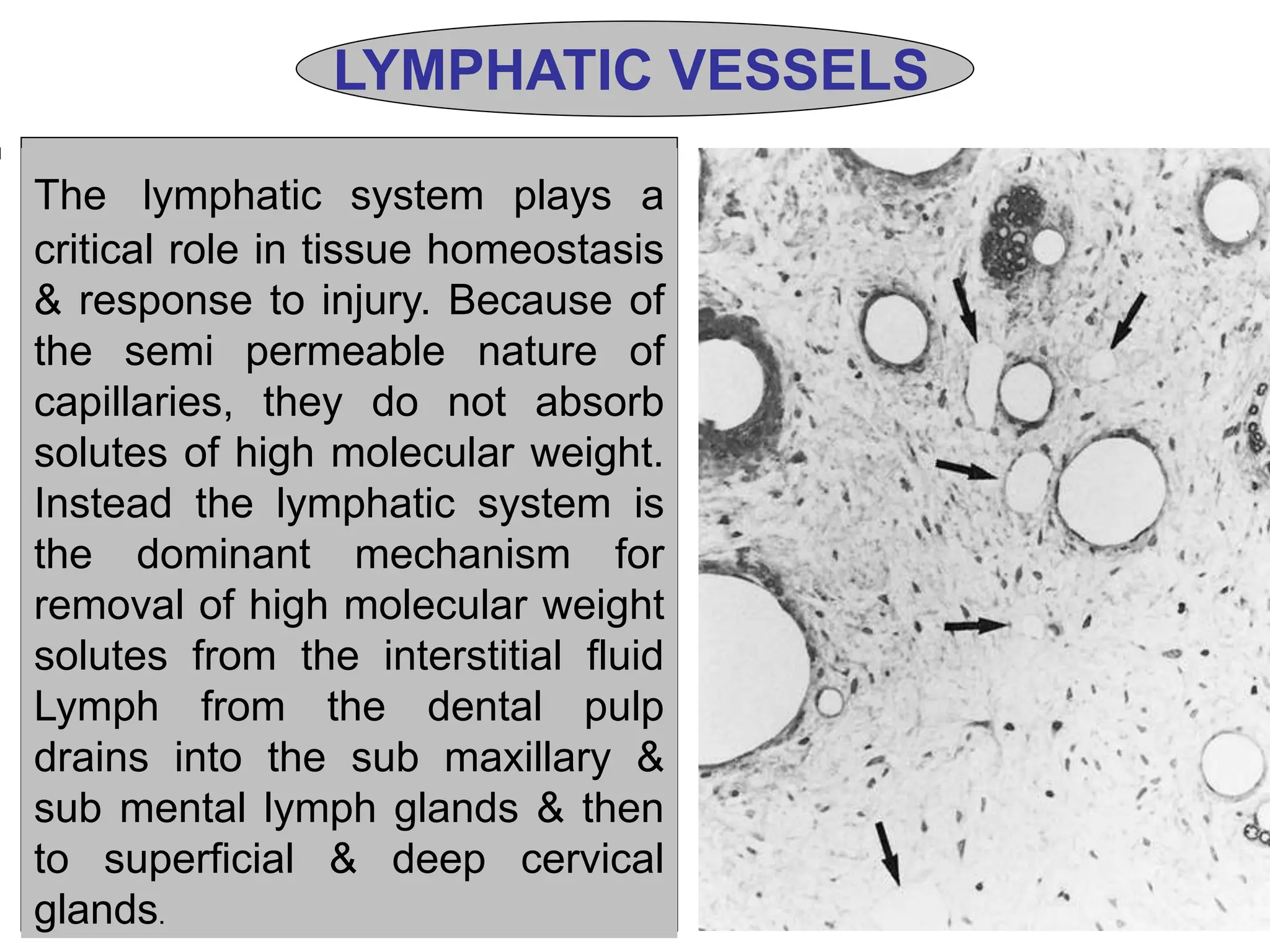 Oral histology : BDS- 1st year Dental-Pulp-Ppt.ppt
