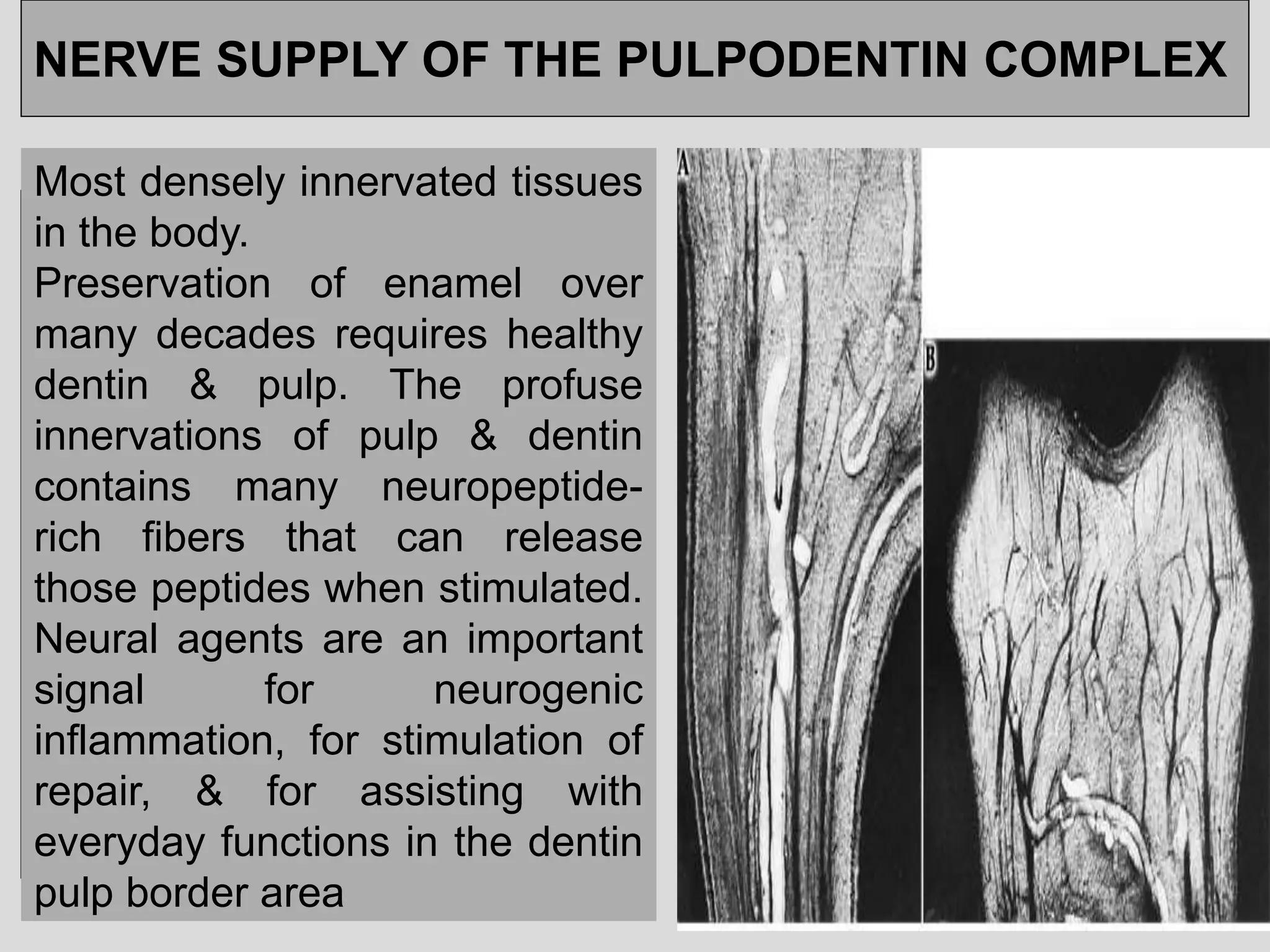 Oral histology : BDS- 1st year Dental-Pulp-Ppt.ppt