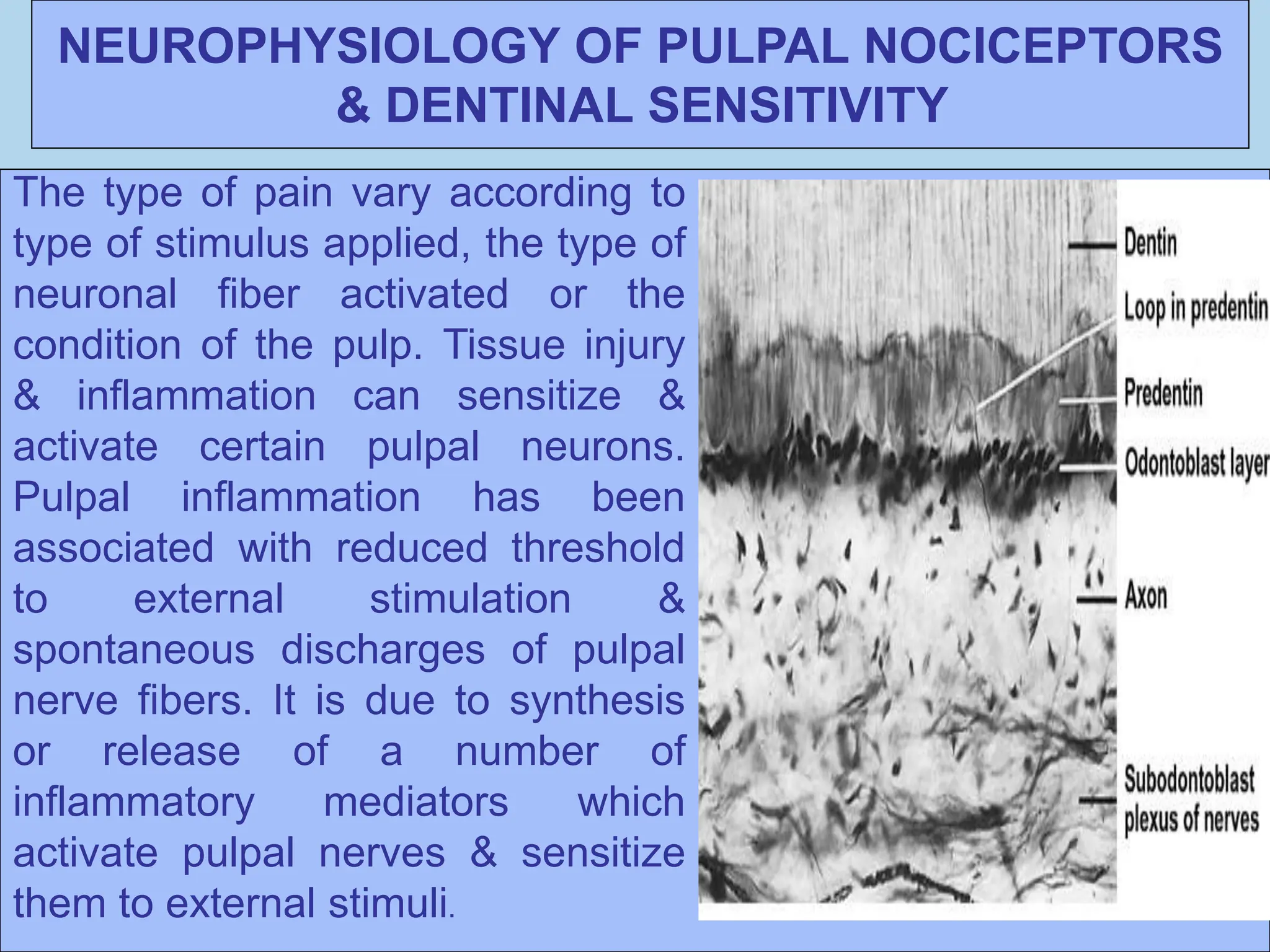 Oral histology : BDS- 1st year Dental-Pulp-Ppt.ppt