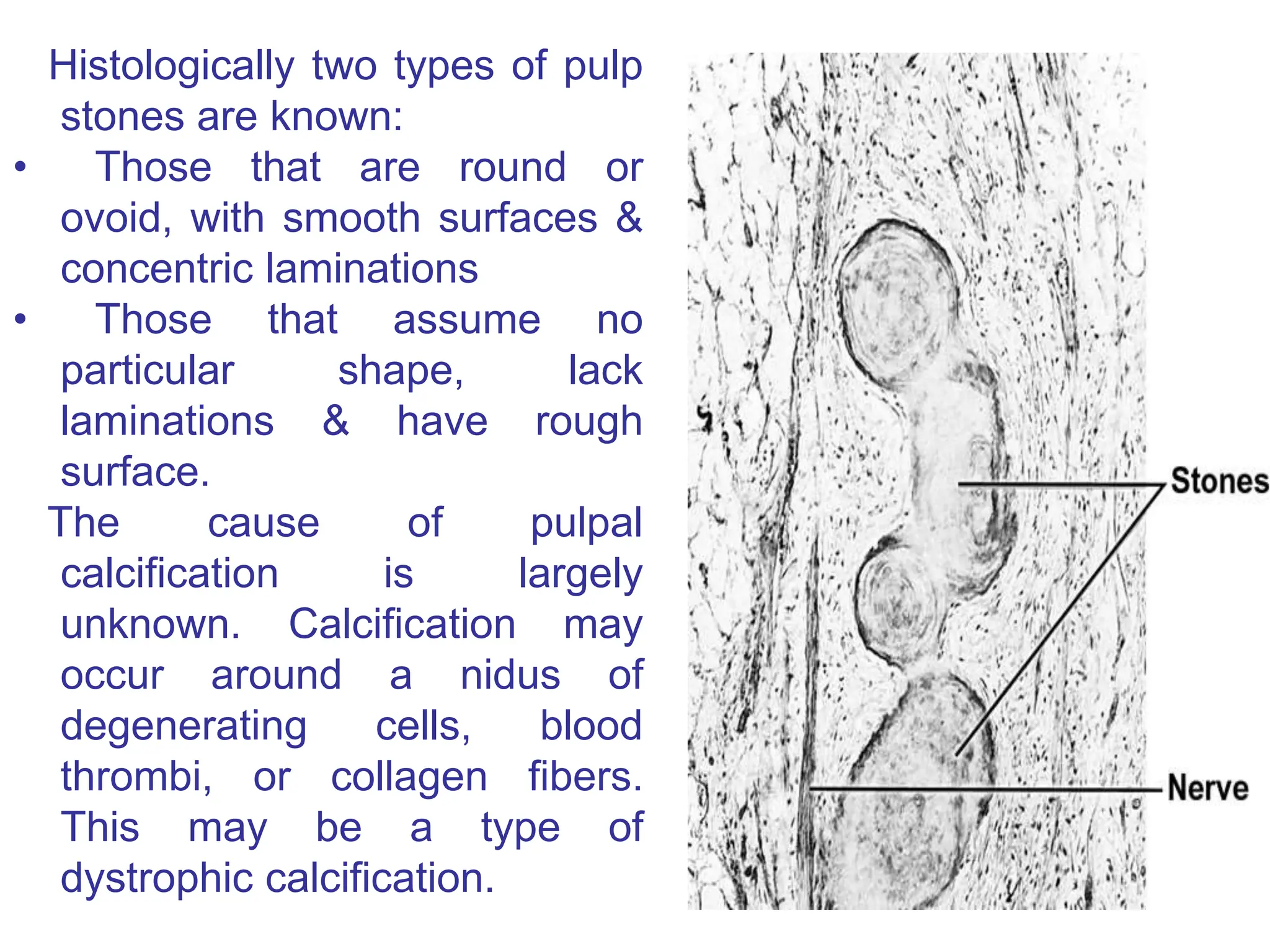 Oral histology : BDS- 1st year Dental-Pulp-Ppt.ppt