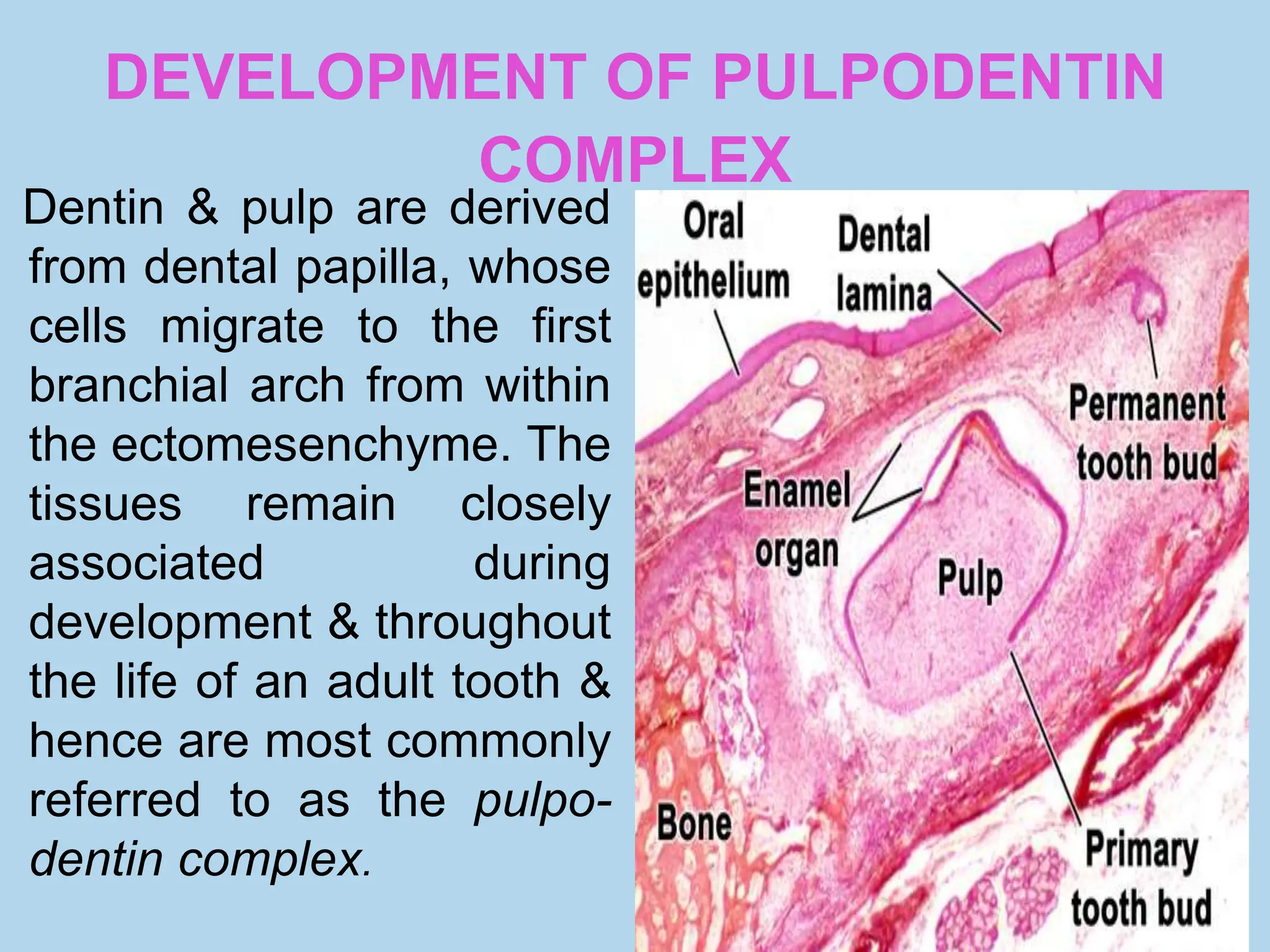 Oral histology : BDS- 1st year Dental-Pulp-Ppt.ppt