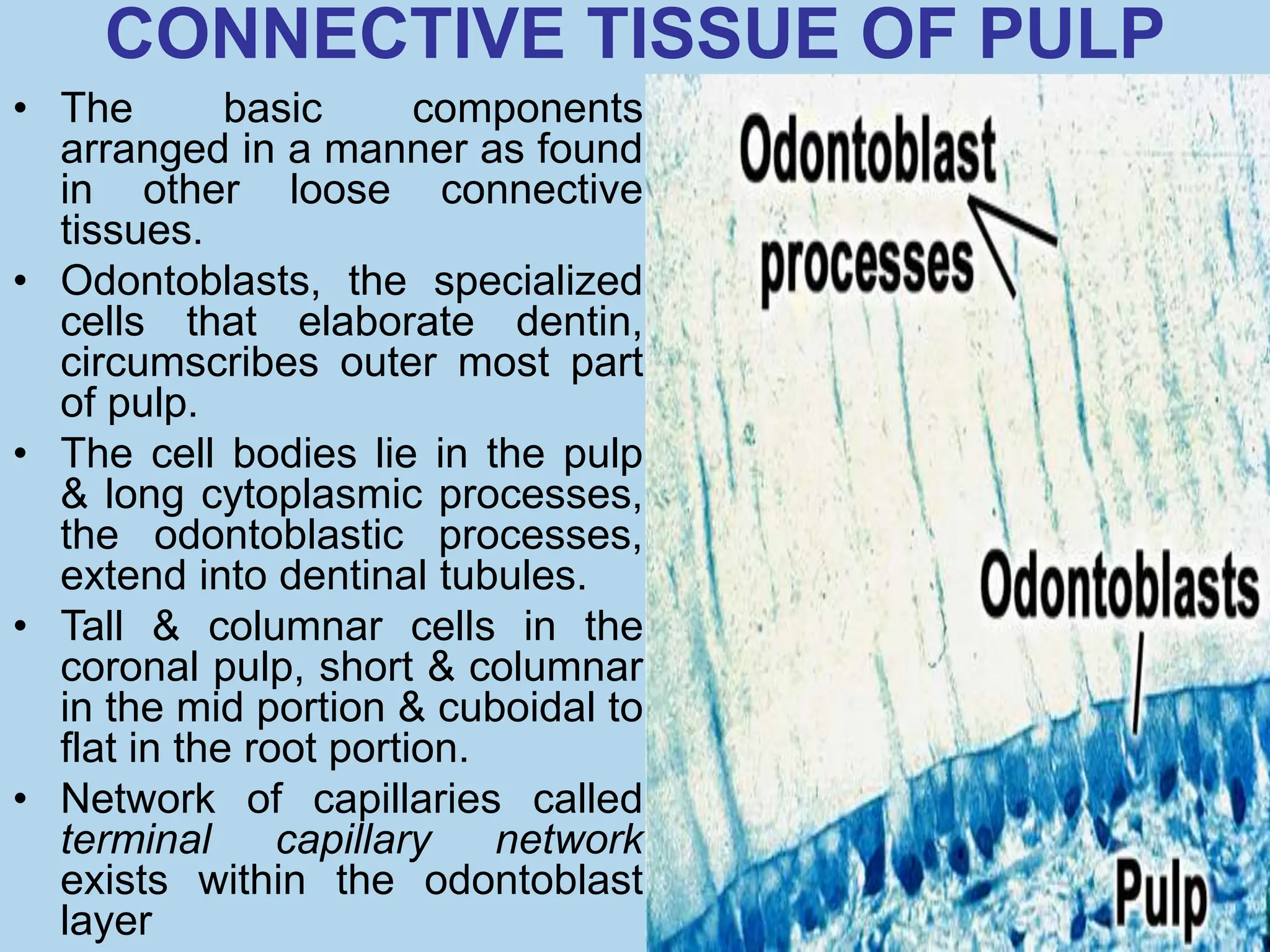 Oral histology : BDS- 1st year Dental-Pulp-Ppt.ppt