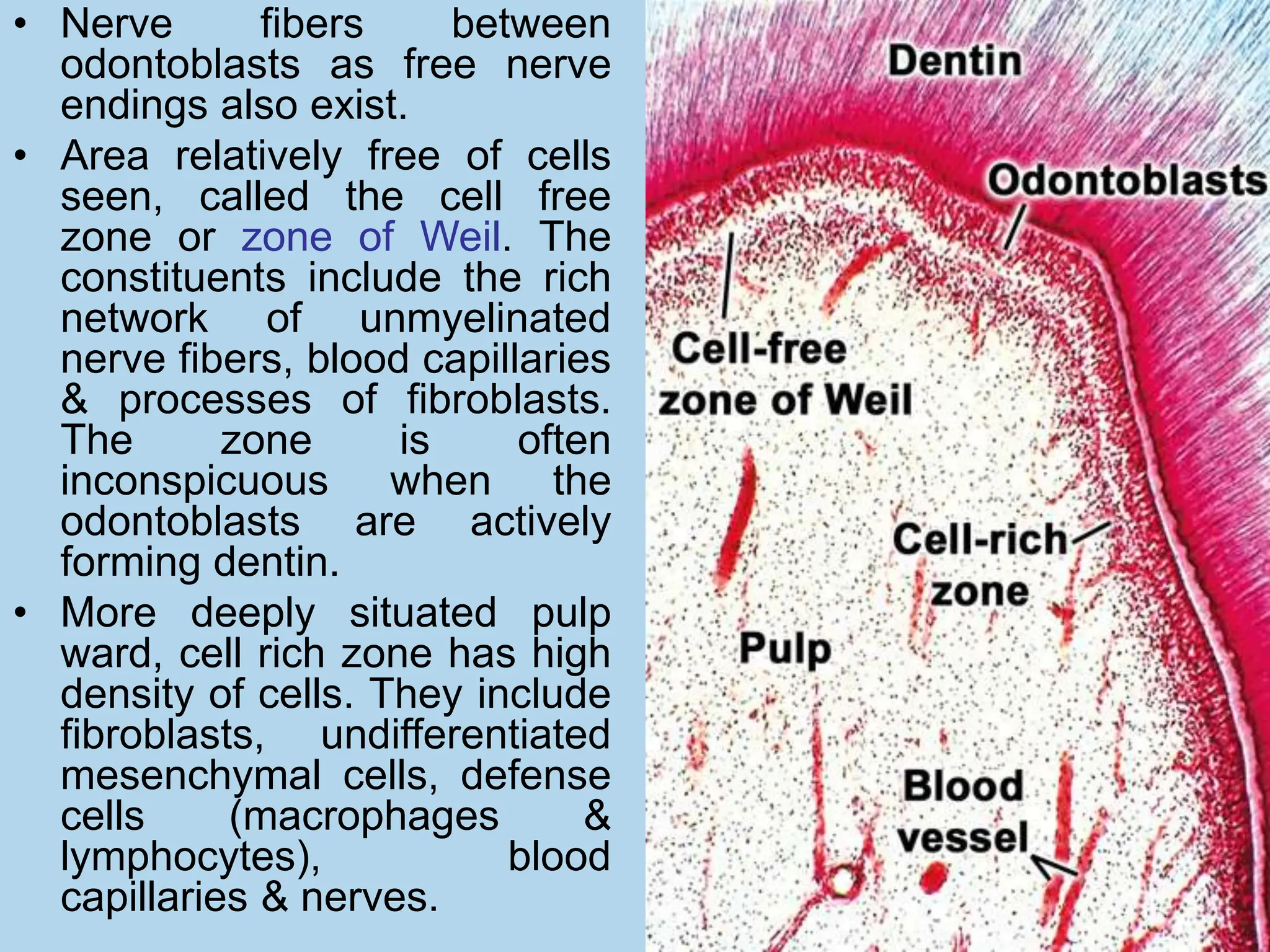 Oral histology : BDS- 1st year Dental-Pulp-Ppt.ppt