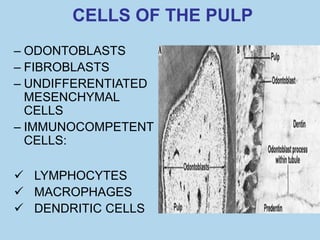 Oral histology : BDS- 1st year Dental-Pulp-Ppt.ppt