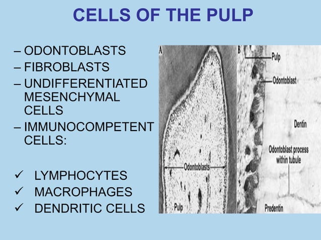 Oral histology : BDS- 1st year Dental-Pulp-Ppt.ppt