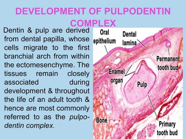 Oral histology : BDS- 1st year Dental-Pulp-Ppt.ppt