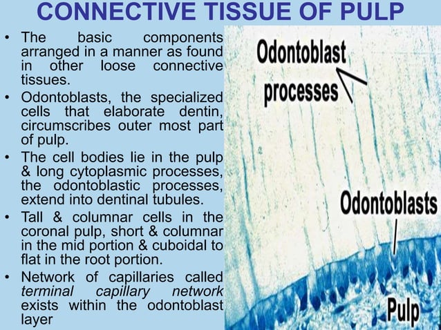 Oral histology : BDS- 1st year Dental-Pulp-Ppt.ppt