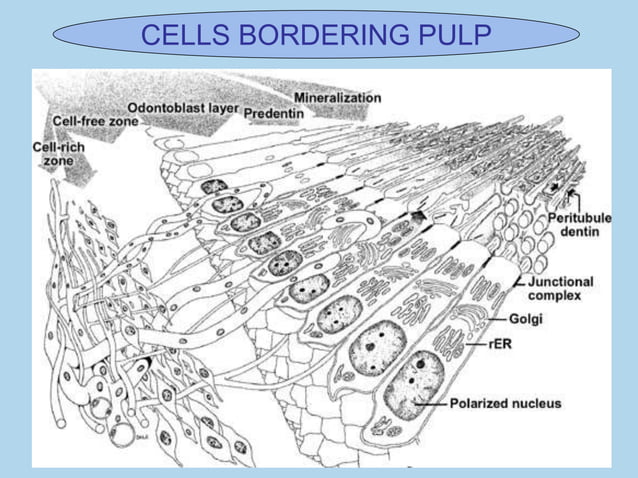 Oral histology : BDS- 1st year Dental-Pulp-Ppt.ppt