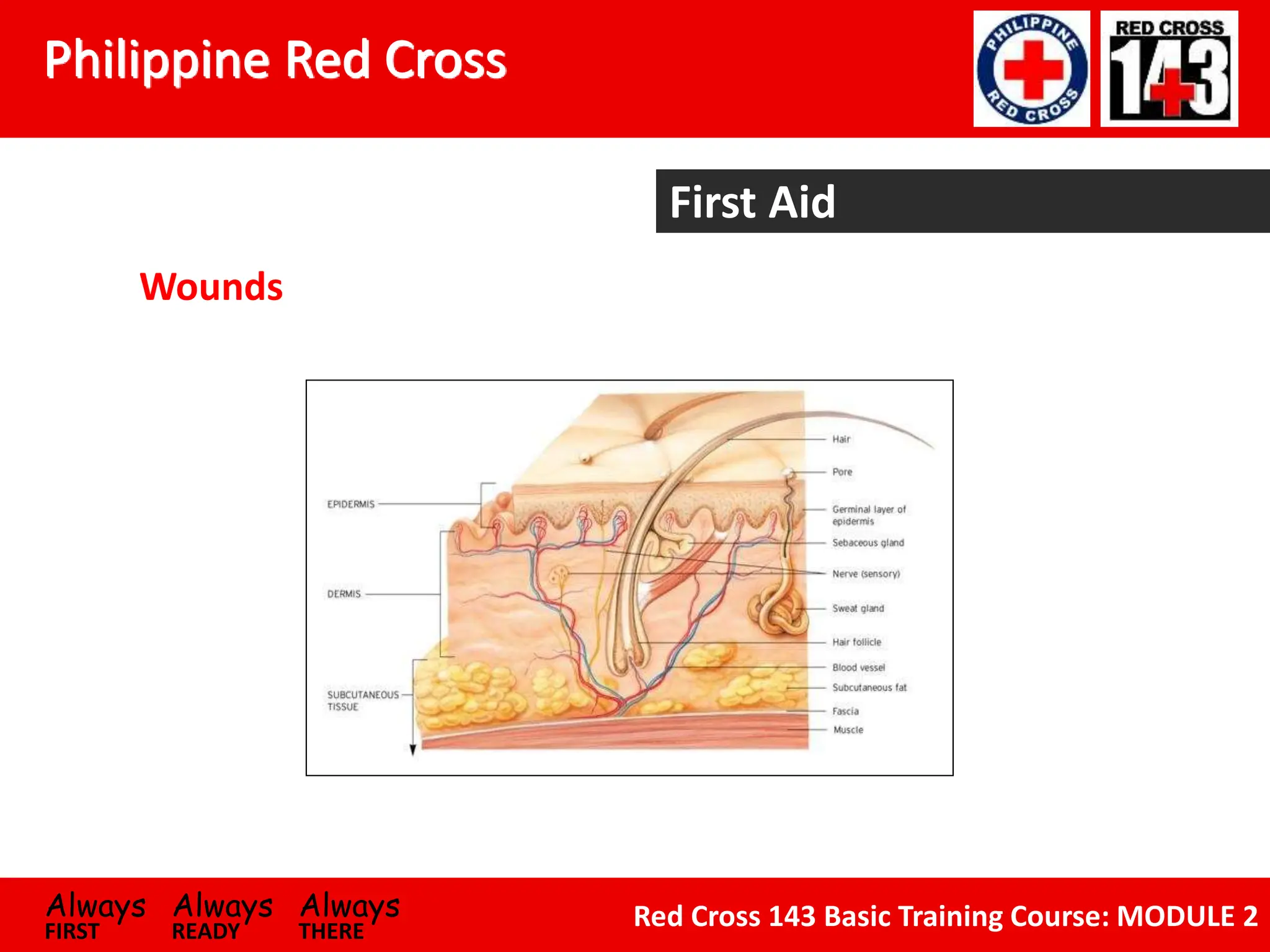 232100753-Ph-Red-Cross-First-Aid-and-BLS.ppt