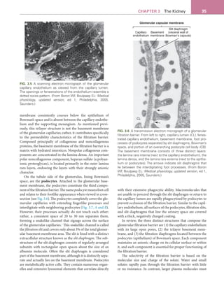 Fundamentals Of Urine And Body Fluid Analysis 5th Nancy A Brunzel | PDF