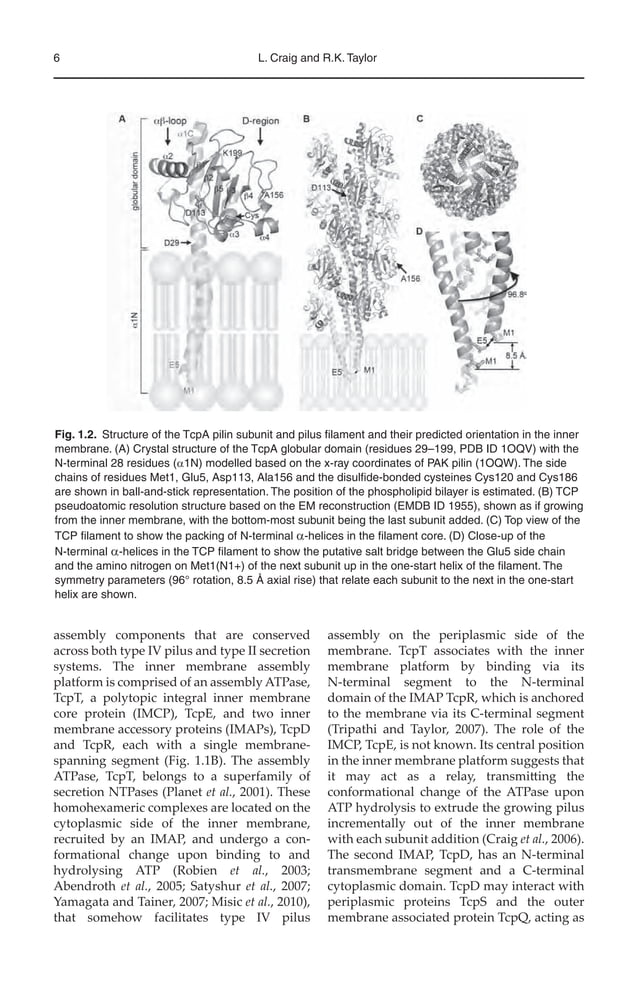 Bacterial Pili Structure Synthesis And Role In Disease Ma Barocchi | PDF
