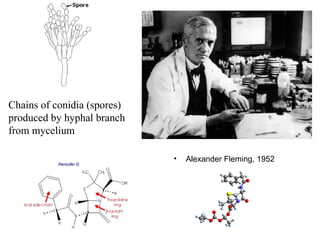 23395987 penicillin-fermentation (1) | PDF