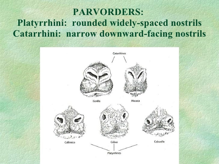 233 what are primates