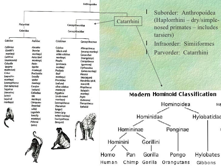 233 what are primates