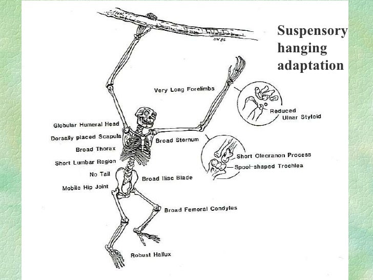 233 what are primates