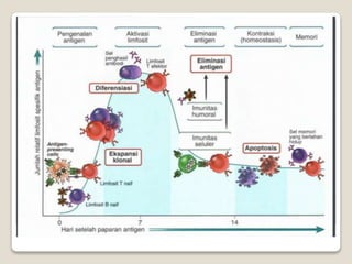 aktivasi-sel-t-limfosit | PPT