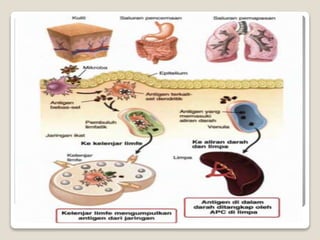 aktivasi-sel-t-limfosit | PPT