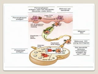 aktivasi-sel-t-limfosit | PPT