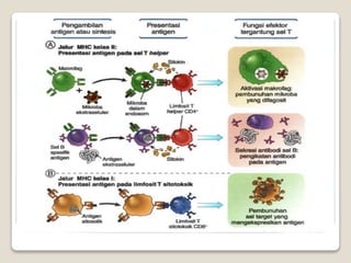 aktivasi-sel-t-limfosit | PPT