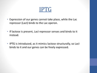 Novel antibiotic resistance proteins presentation | PPTX | Biotech and ...