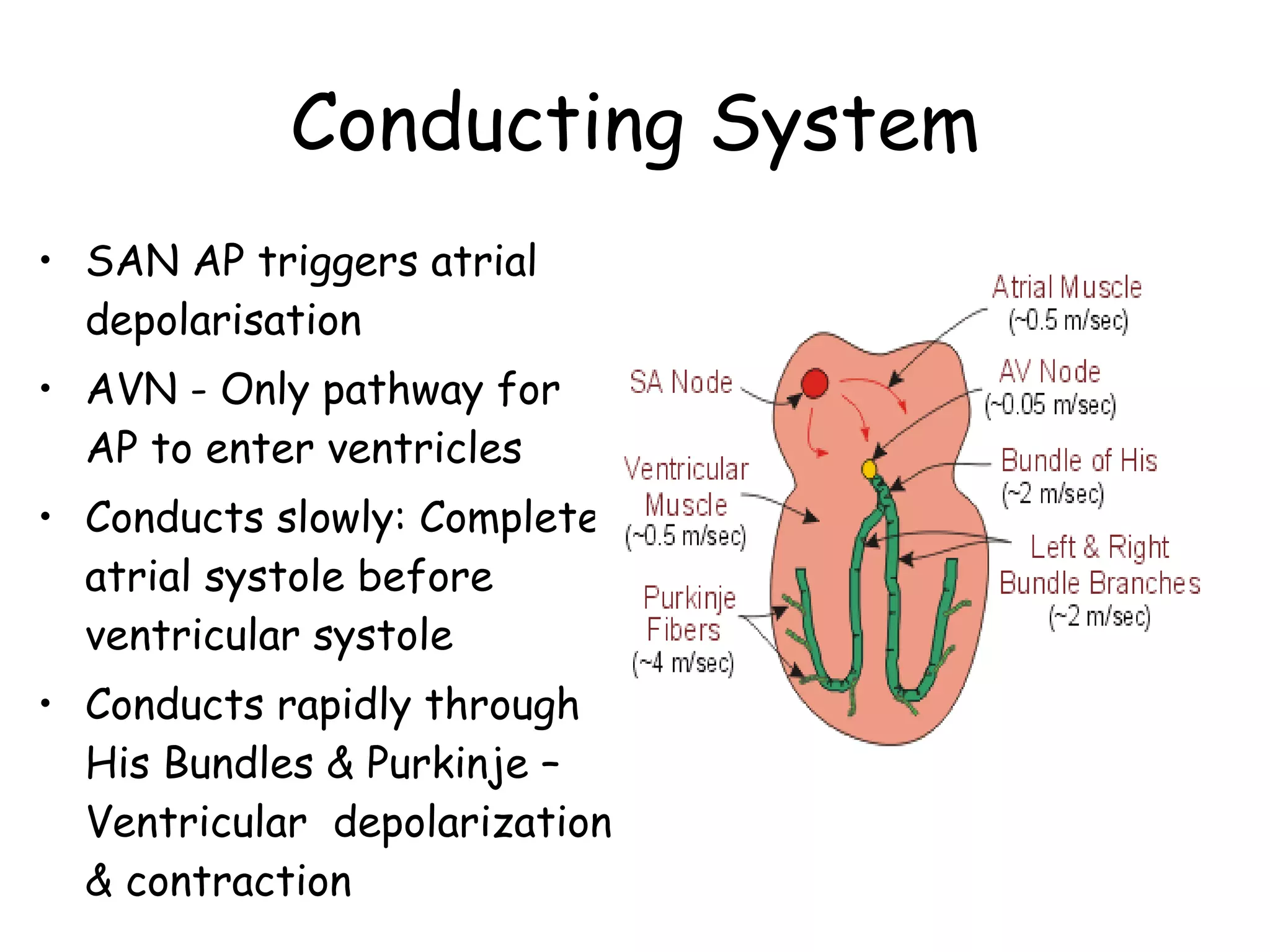 antiarrhythmics | PPT | Heart and Cardiovascular Diseases | Diseases ...