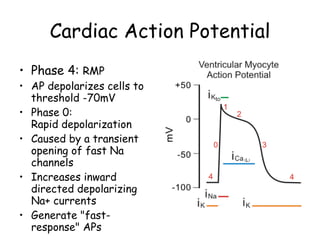 antiarrhythmics | PPT